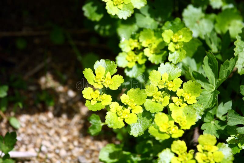 Chrysosplenium Alternifolium Stock Photo - Image of nature, wild: 225154194