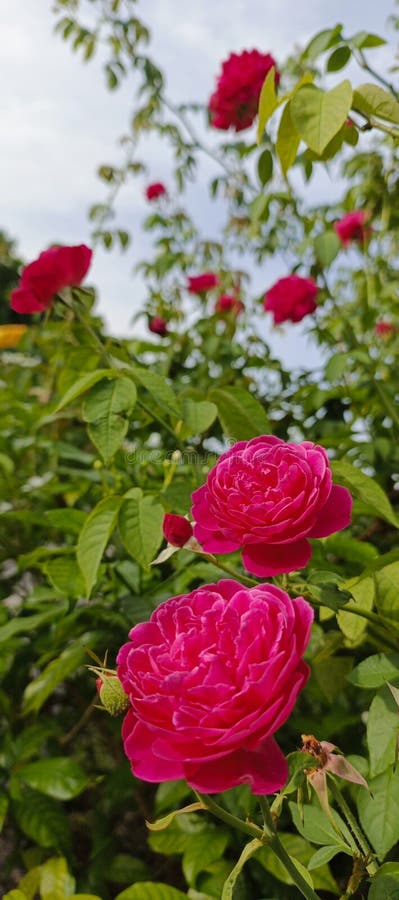 Flowers Plant Red Rose Garden Stock Photo - Image of bouquet, plant ...