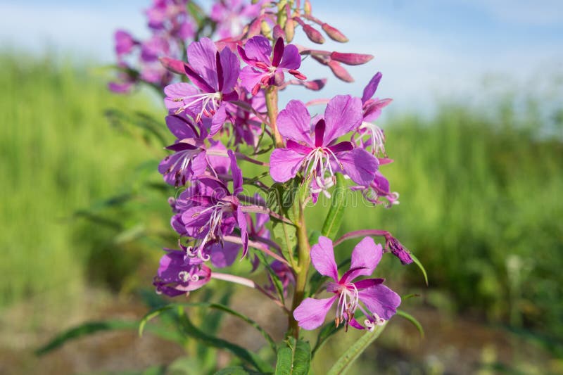Flowers of the Plant Rose-bay Stock Photo - Image of floral, garden ...