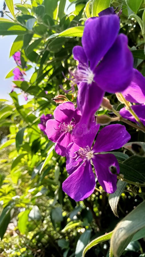 Vegetation Puple Life Nature Stock Photos - Free & Royalty-Free Stock ...