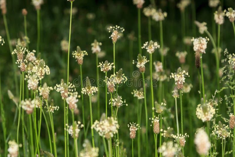 Flowers,plantain stock image. Image of grass, park, beauty - 41357937