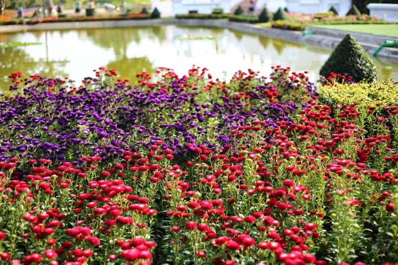 Flowers plantation stock image. Image of lanscape, bloom - 70057187