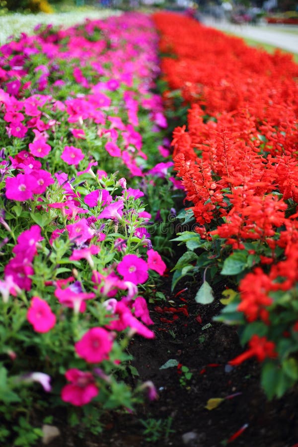 Flowers plantation stock photo. Image of kham, lotus - 70057378