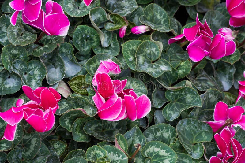 Flowers for Planting in the Open Ground. Growing Flowers in a Closed ...