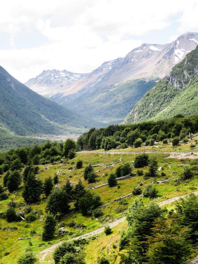 Flowers and Plants in Chile Stock Image - Image of nature, beautiful ...