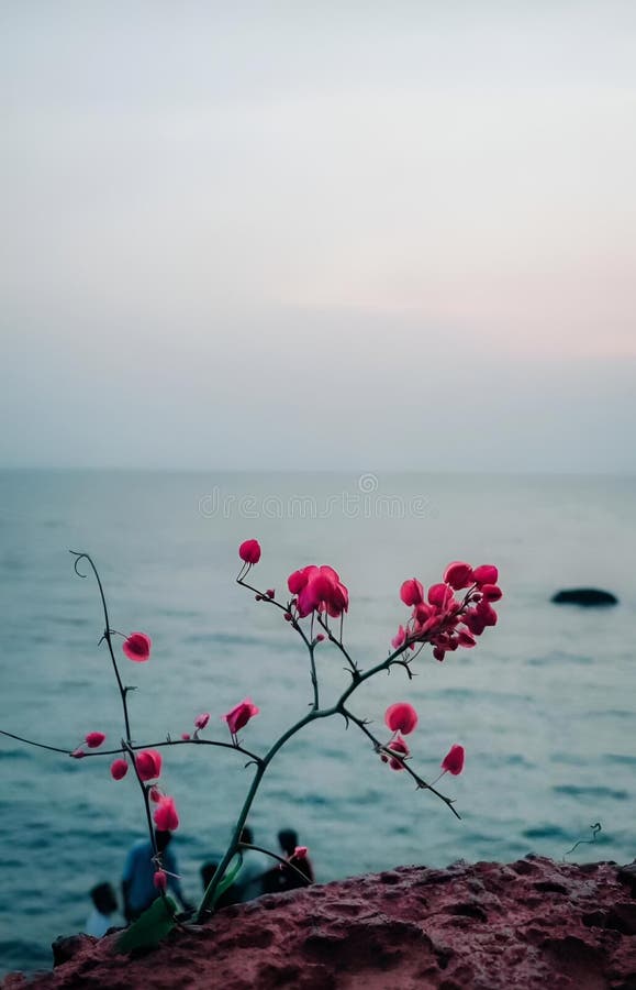 Flowers and Plants on a Cliff Overlooking the Ocean Stock Image - Image ...