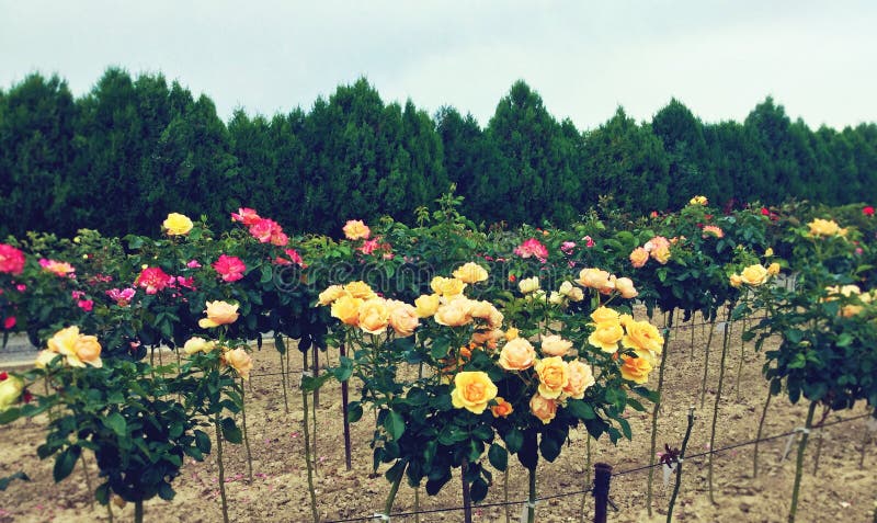 Roses bushes stock photo. Image of plants, flowers, bushes - 192124840