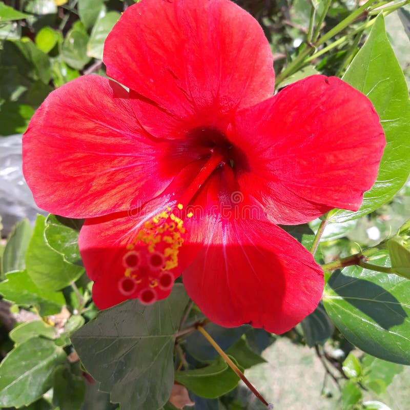 Flowers stock photo. Image of flowers, nature, flowee - 136610206