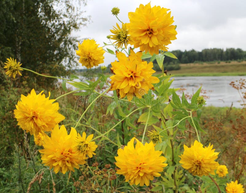 Plants on the river bank stock photo. Image of river - 101325906