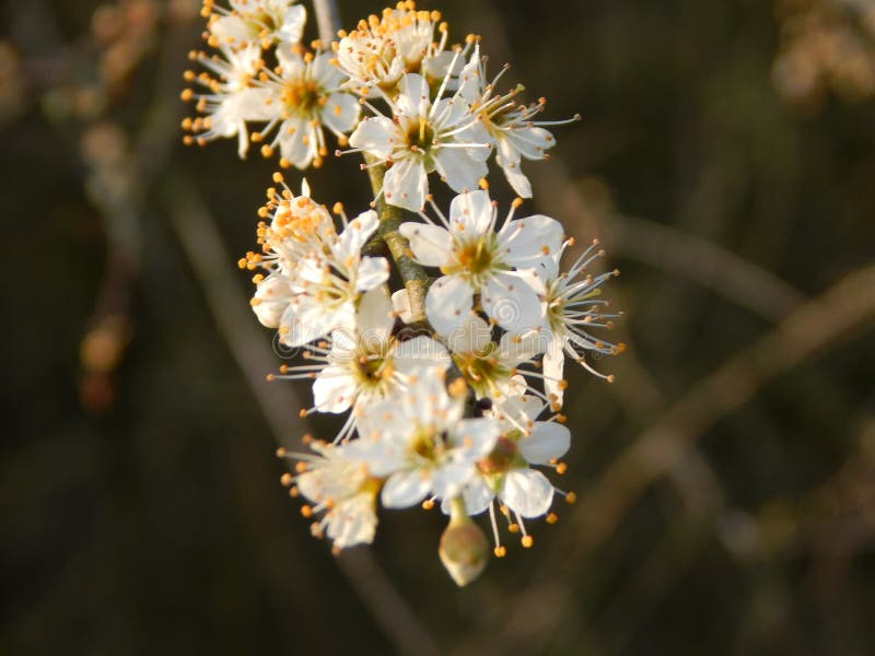 Flowers / Plants in Spring stock image. Image of flower - 183602619