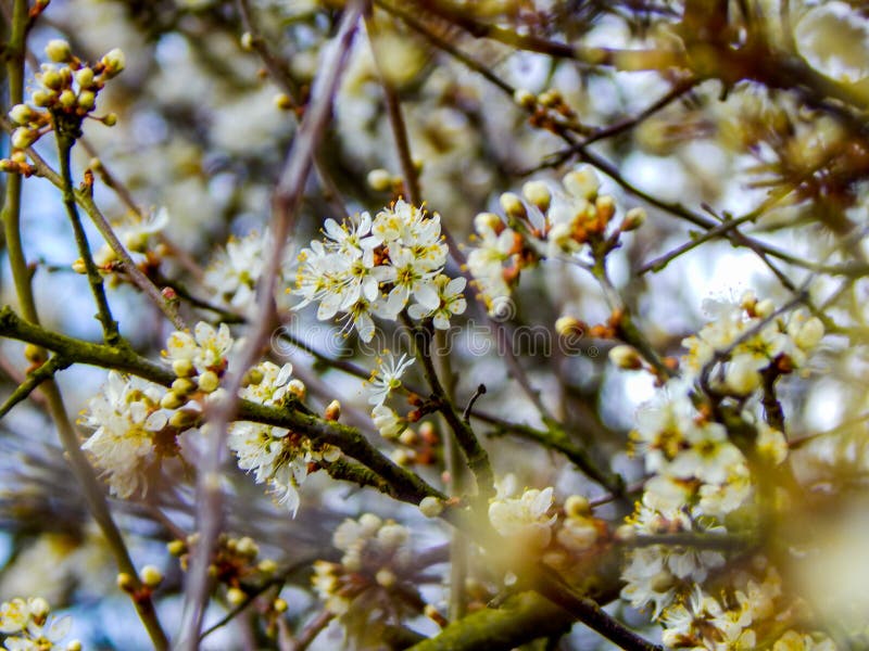 Flowers / Plants in Spring stock image. Image of blossom - 184290321