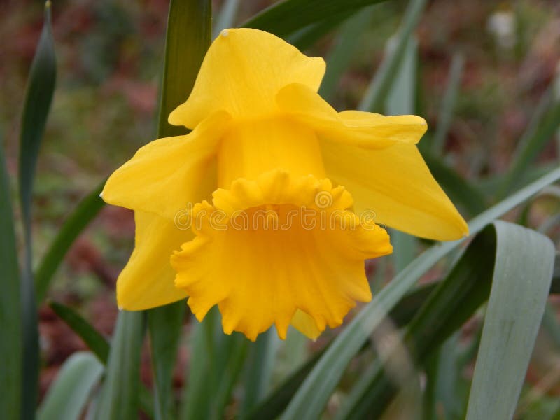 Flowers / Plants in Spring stock photo. Image of orchid - 184381140