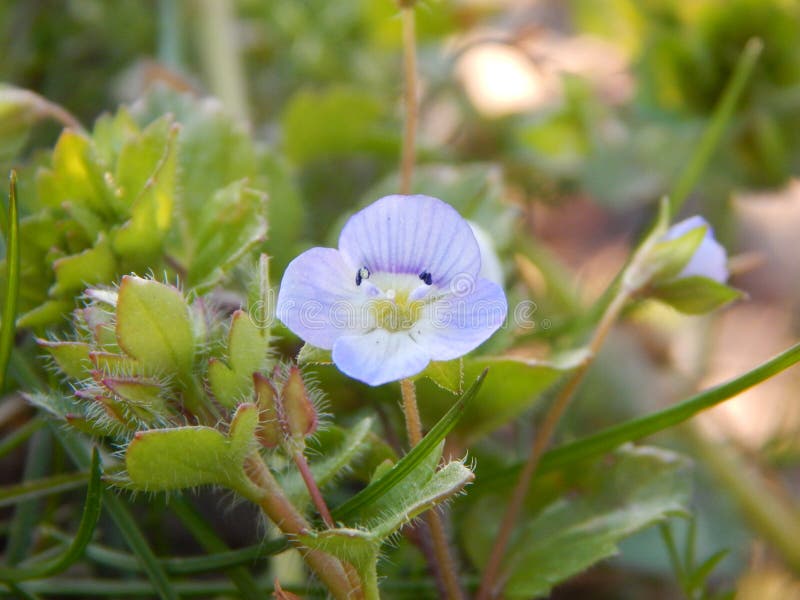 Flowers / Plants in Spring stock image. Image of shrub - 184417775