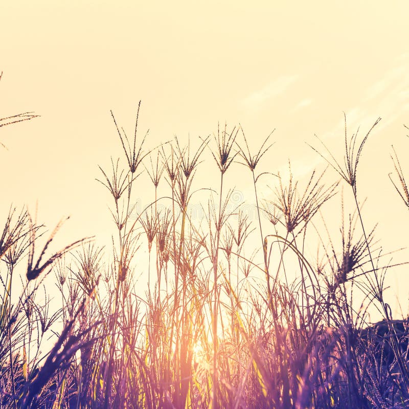 Flowers and Plants in Sunset Stock Image - Image of design, forest ...