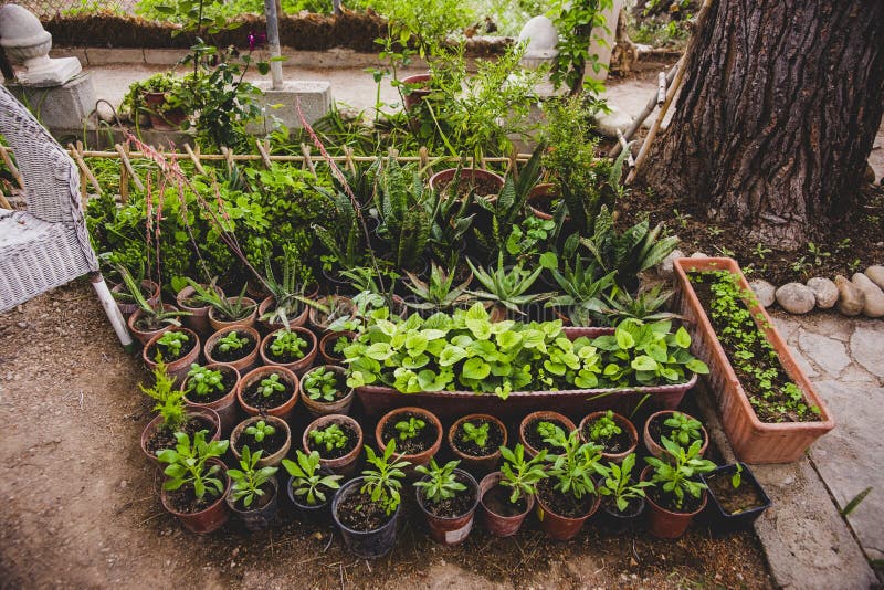 Flowers, Plants and Vegetables in an Orchard Stock Photo - Image of ...