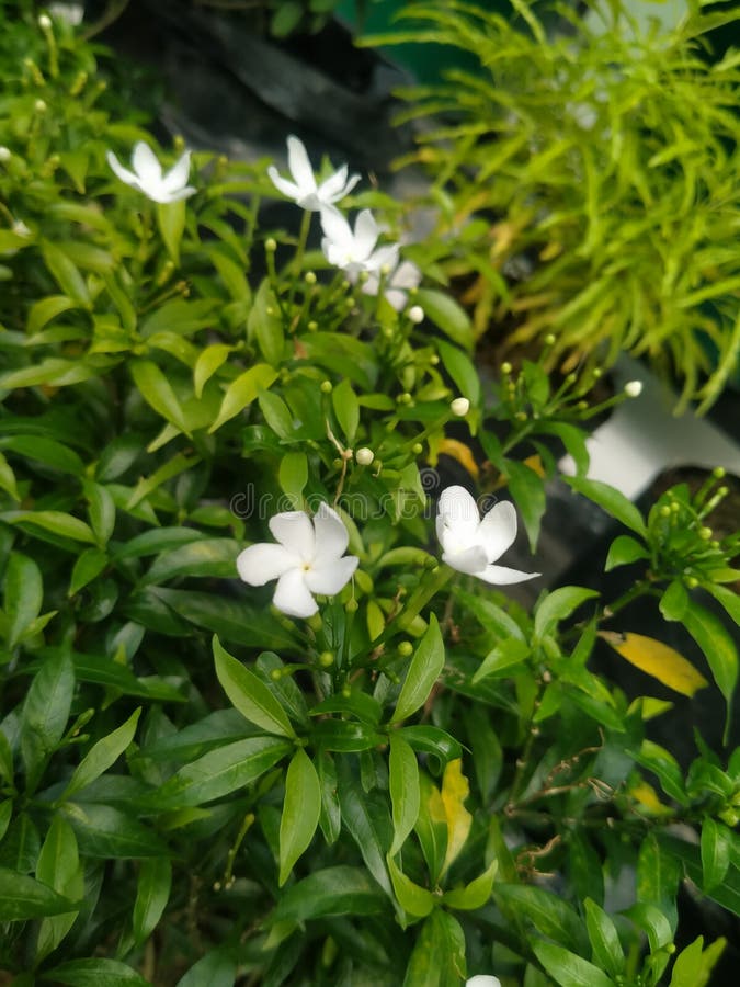 Flowers Plants White Nature Beautiful Stock Image - Image of evergreen ...