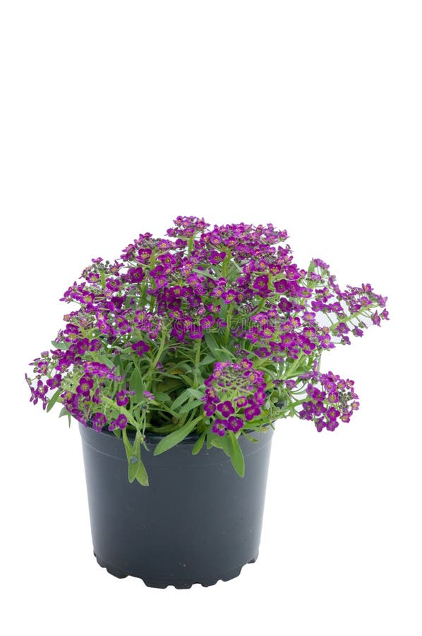 192 Isolated Images Spring Flower Planters White Background Stock ...