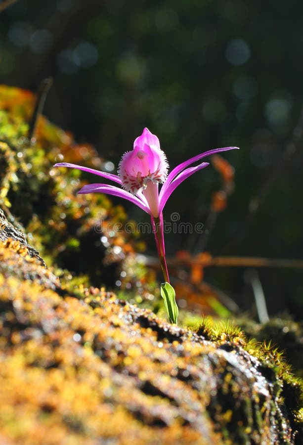 Flowers(Pleione formosana) stock image. Image of closeup - 20356847