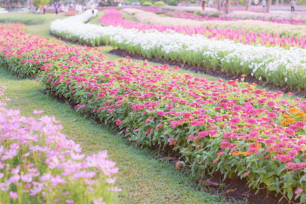 Flowers on plot. stock photo. Image of petal, chrysanthemum - 106248640