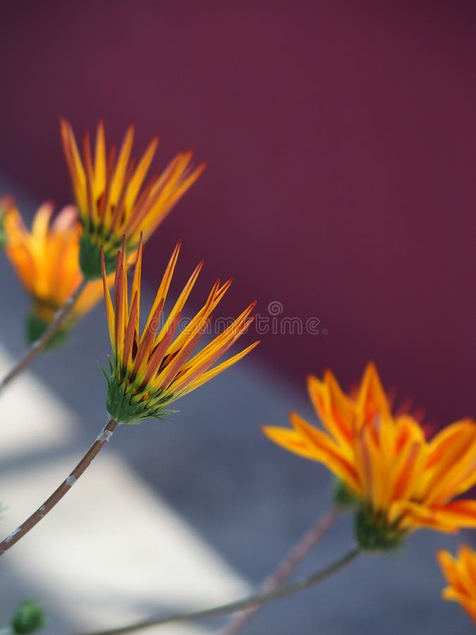 Flowers with Pointed Petals Stock Photo - Image of springtime, outdoor ...