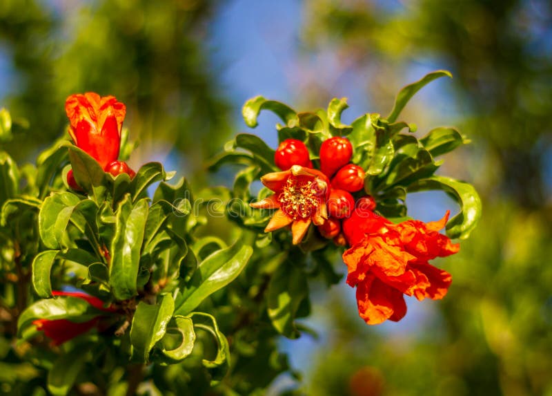 Flowers of Pomegranate Tree Stock Photo - Image of daylight, spring ...