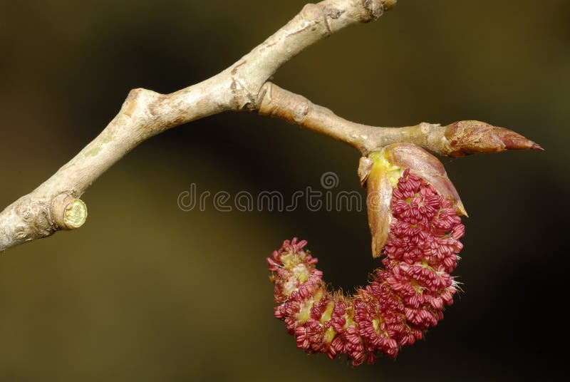 White Flower of Melaleuca Cajuputi Powell, Cajuput Tree, Paper Bark ...