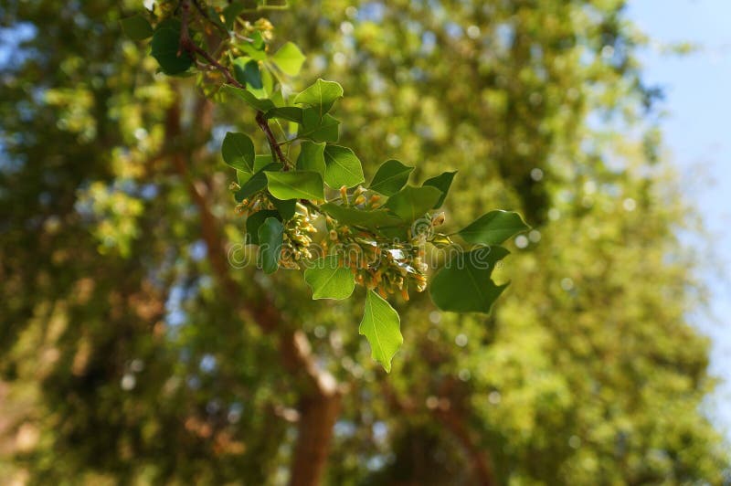 Populus tree blossom stock photo. Image of park, branch - 144106574