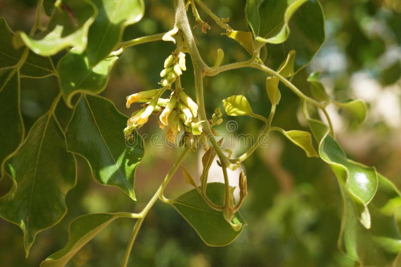 Populus tree blossom stock image. Image of allergen - 144106585