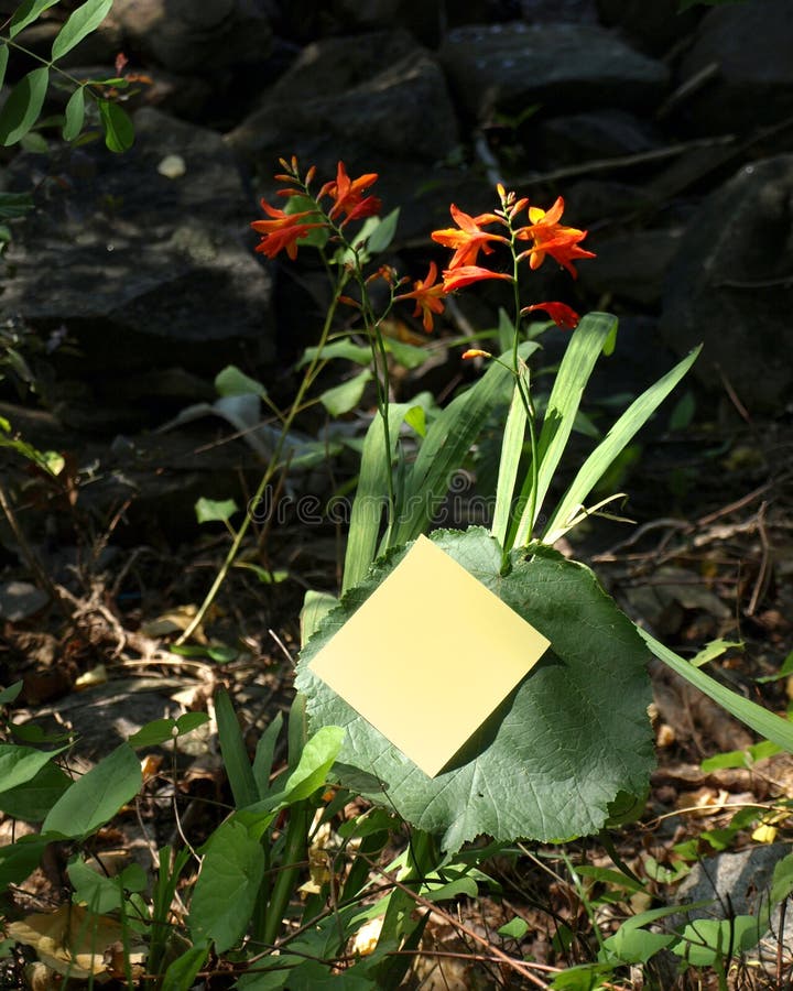 Flowers and post-it stock photo. Image of postit, green - 25829298