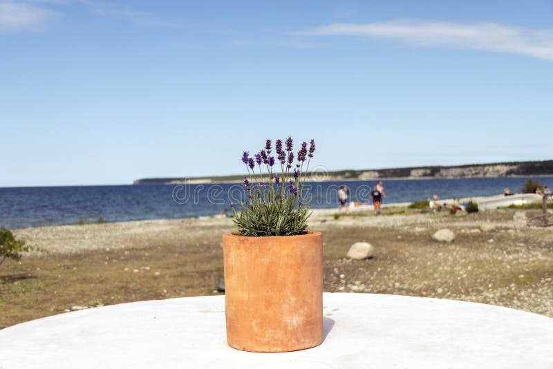 Flowers in a pot stock image. Image of vacation, gotland - 98101157