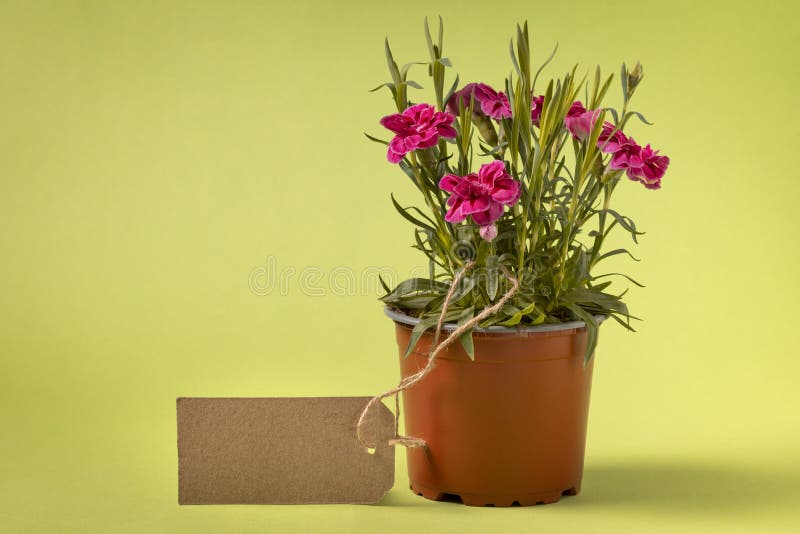 Flowers in a Pot with Empty Gift Tag Stock Photo - Image of gift ...