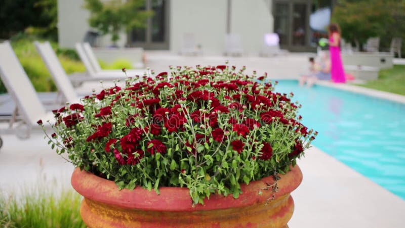 Flowers in Pot and Pool, Resting People Out of Stock Video - Video of ...