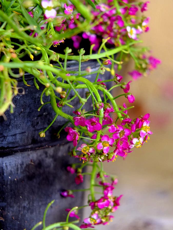 Flowers in a pot stock image. Image of food, pretty - 102333607