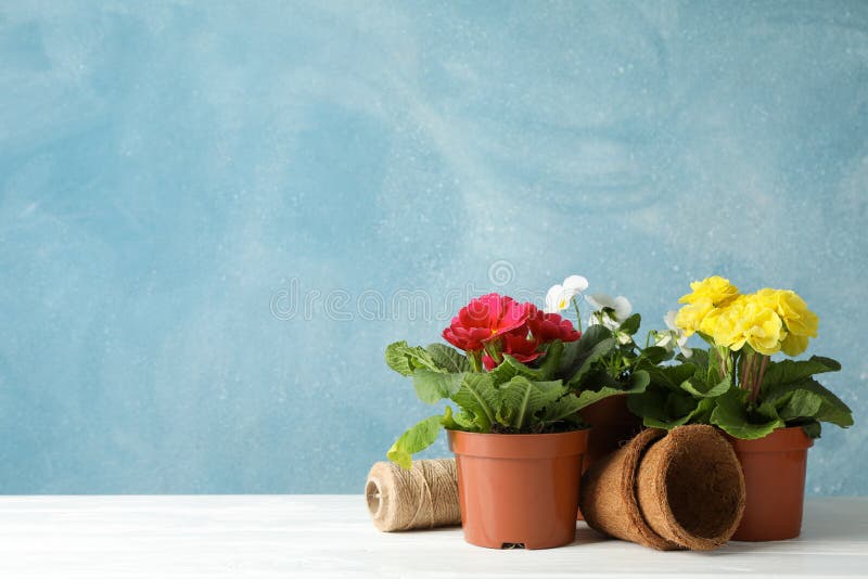 Flowers in Pots and Gardening Tools on Background, Top View Stock Image ...