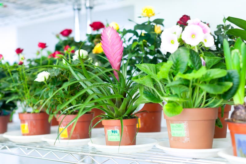 Flowers at floral store stock image. Image of commercial - 29971133