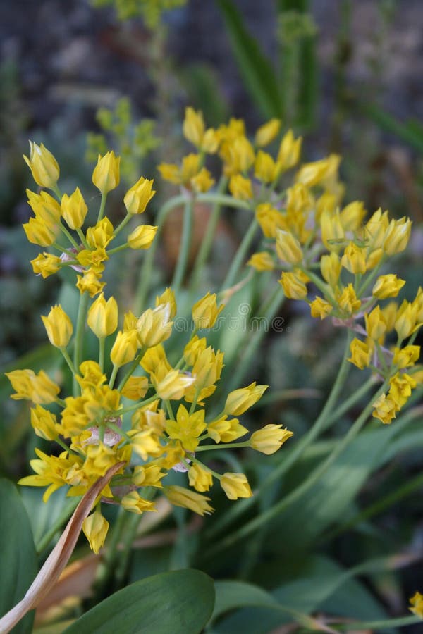 Flowers stock photo. Image of yellow, spring, plants - 83848406