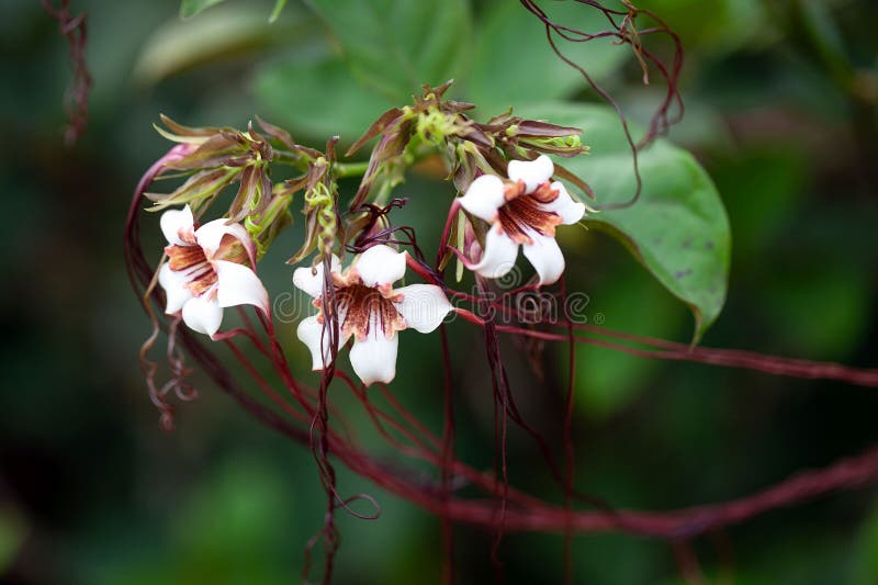 Flowers of a Preuss Strophanthus, Strophanthus Preussii Stock Photo ...