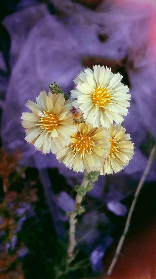 Flowers of Prickly Lettuce & X28;Lactuca Serriola& X29; Stock Photo ...
