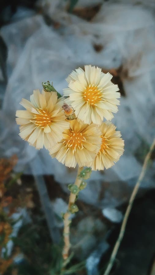 Flowers of Prickly Lettuce & X28;Lactuca Serriola& X29; Stock Image ...