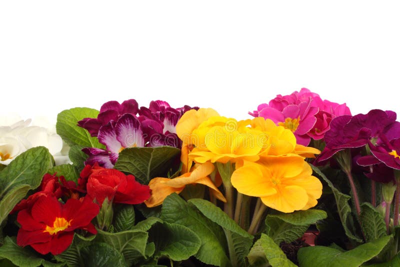 Primula mix colors stock image. Image of time, primrose - 13338551