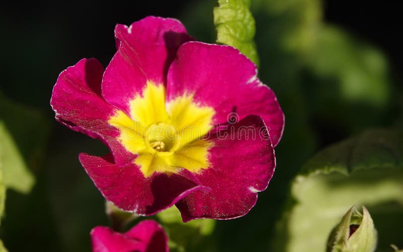 Flowers Primrose or Primrose Stock Image - Image of growing, plantings ...