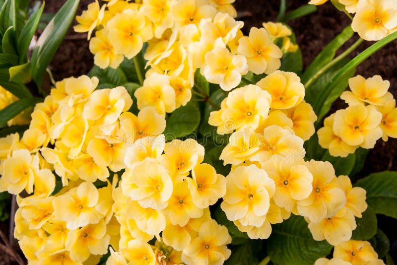 Flowers Primula Bright Yellow Color Stock Image - Image of leaf ...