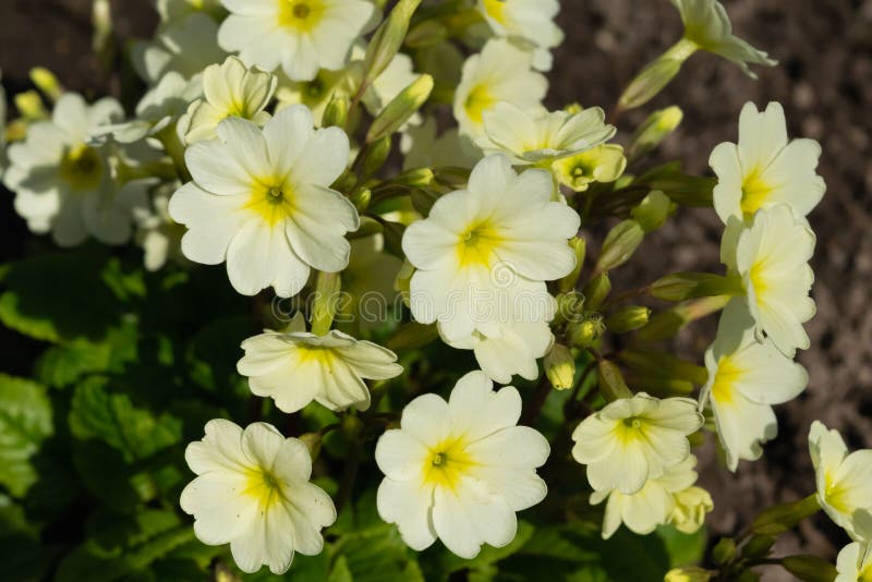 Yellow Flowers of Primula Vulgaris in the Garden, Close-up. Stock Image ...