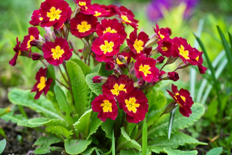 Flowers of Primula Vulgaris Red or Red Primrose in the Spring Garden ...