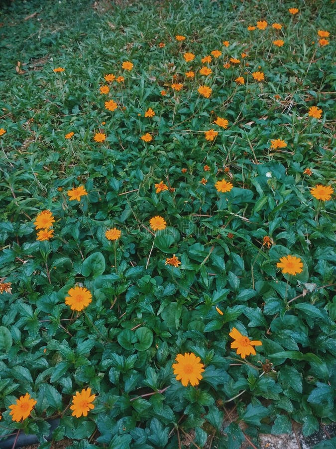 Flowers stock image. Image of processed, vsco, plants - 98171137