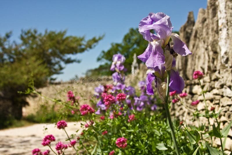 Flowers in Provence stock image. Image of village, tourism - 26772843