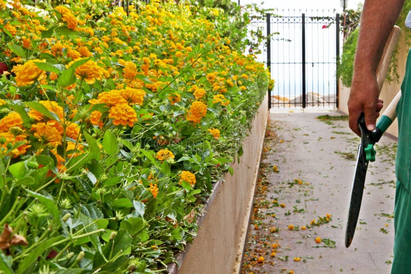Flowers prune stock image. Image of outdoor, farmers - 27584867