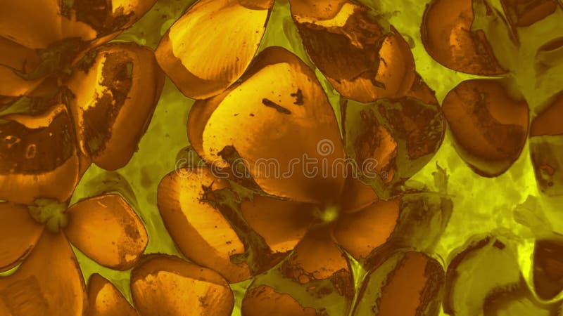 Flowers Psychedelic Hallucination Stock Video - Video of imagine ...