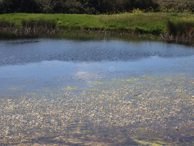 Flowers in Puddle Water Spring Natural Life Colors Stock Photo - Image ...