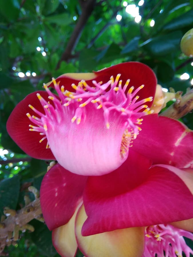 Cobra champak flower stock photo. Image of flowers, cobra - 121645490